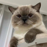 战场兄弟1.5小树苗人才市场+汉化MOD整合包_斗鱼鱼吧